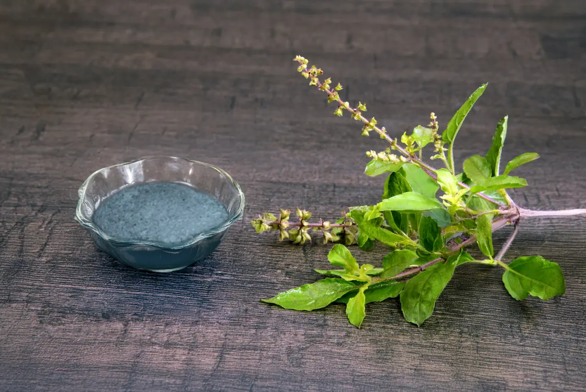 Tulsi Extract - Athachi Botanicals